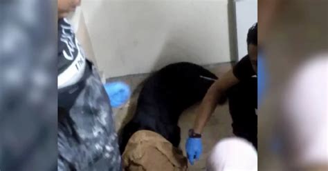 Teliti Punca Harimau Kumbang Masuk Kawasan Perumahan Berita Harian
