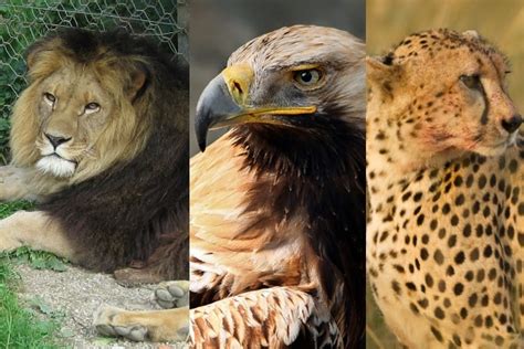 Maroc 8 espèces de mammifères disparues 30 espèces d oiseaux en voie