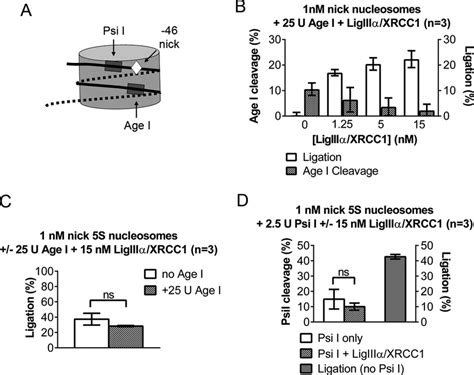 Ligiii Xrcc Disrupts Only Histone Dna Contacts Close To The Site Of