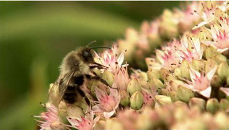 Fédération canadienne de la faune Les abeilles et autres pollinisateurs
