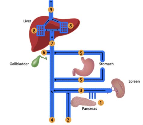 Hepatic Portal System Diagram Quizlet