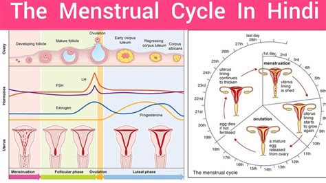 The Menstrual Cycle Menstrual Cycle In Hindi Female Reproductive
