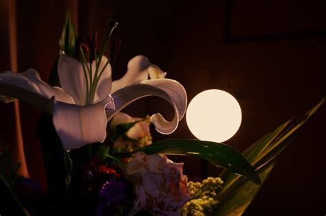 Kwiaty W Nocy Lilie Darmowe Zdj Cie Na Pixabay Pixabay