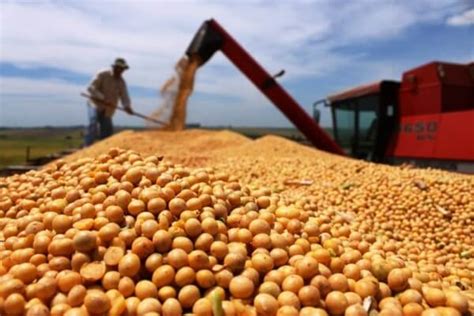 P S Colheita Da Soja Sua Import Ncia Para A Qualidade Do Gr O