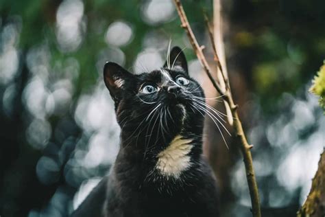 What Is A Tuxedo Cat And 13 Fun Facts About Tuxedo Cats Floppycats