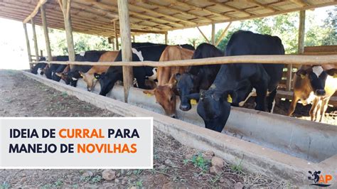 Ideia De Curral Para Manejo De Novilhas YouTube