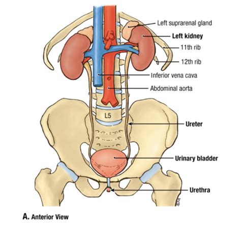 Ent Chapter 6 Renal System Flashcards Quizlet