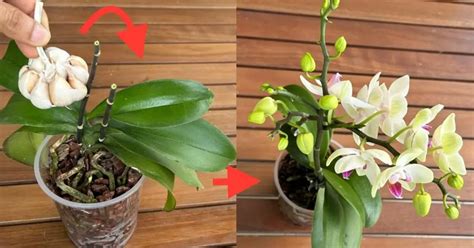 Truco sencillo para que las orquídeas no dejen de florecer nunca Raza