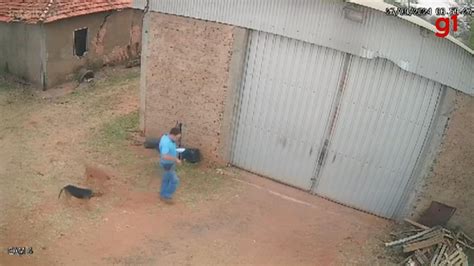 Homem mata cachorro enforcado após animal morder bezerro em fazenda no