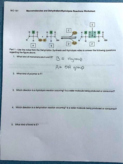 Bio 181 Macromolecules And Dehydrationlhydrolysis Reactions Worksheet