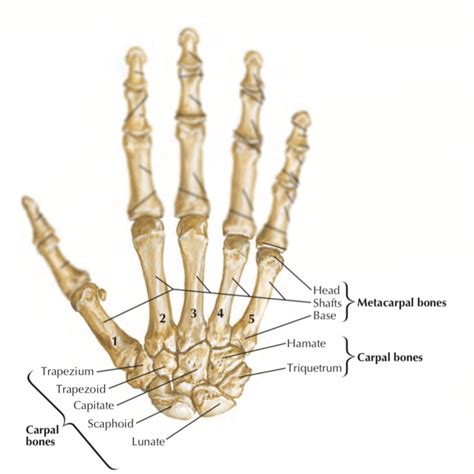 Metacarpal Bones