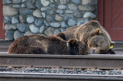 Grizzly Bears At Banff Station Hosted At ImgBB ImgBB