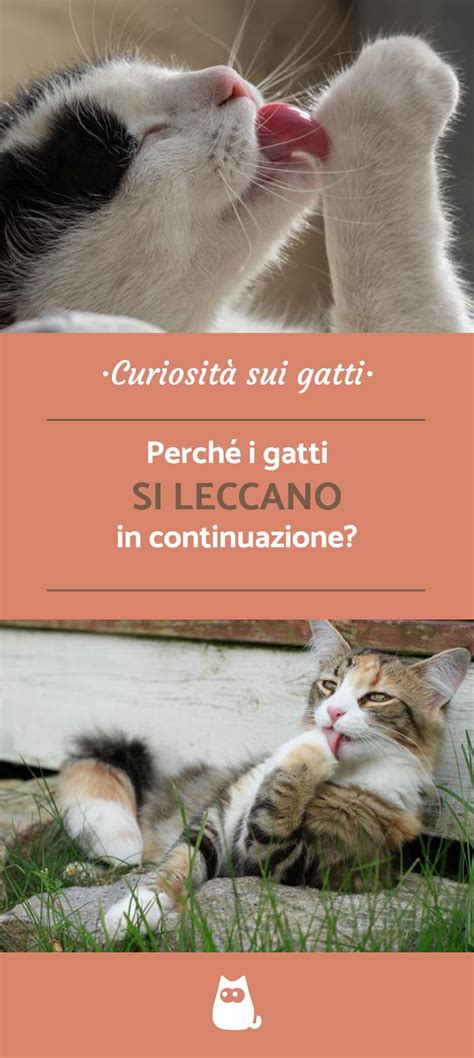 Perché i gatti si leccano in continuazione Gatti Gattini Gatti e