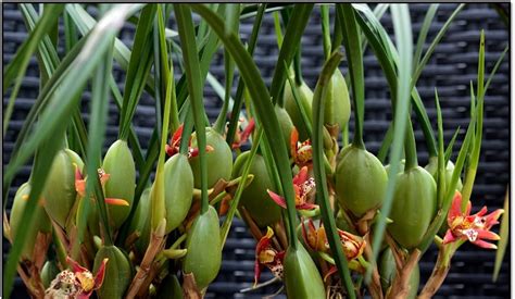 Aprende COMO CULTIVAR BULBOS DE ORQUÍDEAS TERRESTRES