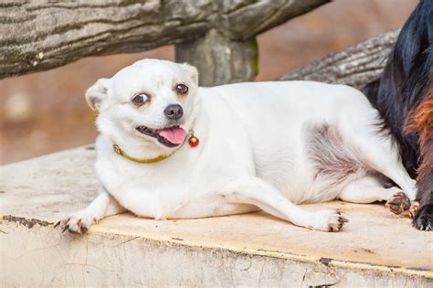 Mejores Piensos Para Perros Esterilizados