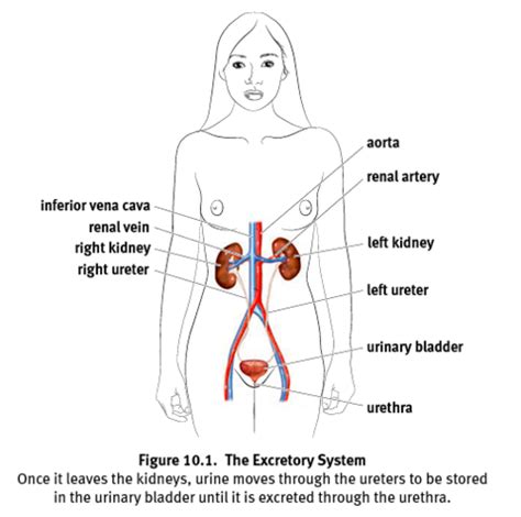 Excretory Urinary System Flashcards Quizlet