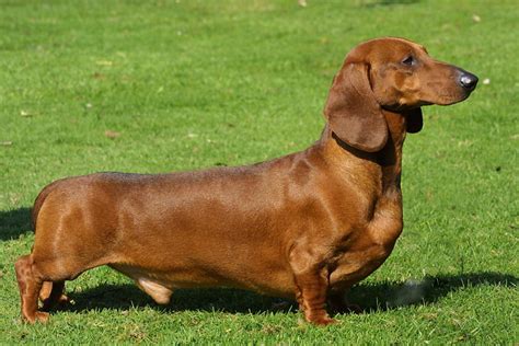 Amado Perro Perro Salchicha Galicia