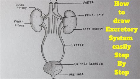 How To Draw Human Excretory System How To Draw Diagram Of Human
