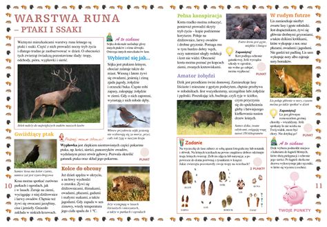 Warstwowa budowa lasu Młody Obserwator Przyrody Las Książek