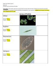 Protists Lab Assignment 2 Docx Name Avi Moreno Garcia BIOL1407 Lab