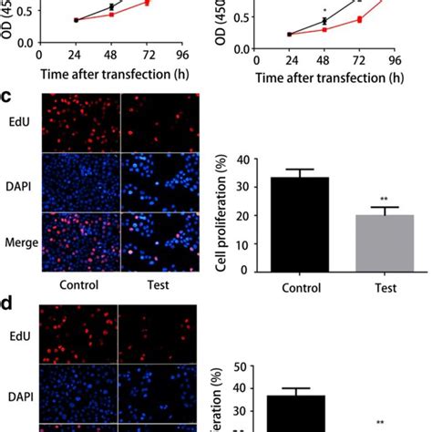 High Expression Of Hsa Circ 0055538 Inhibits OSCC Cell Proliferation