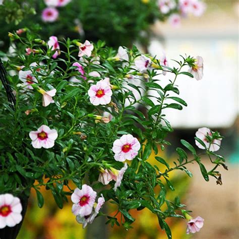Róża Chińska Hibiskus Domowy Pielęgnacja Uprawa Choroby