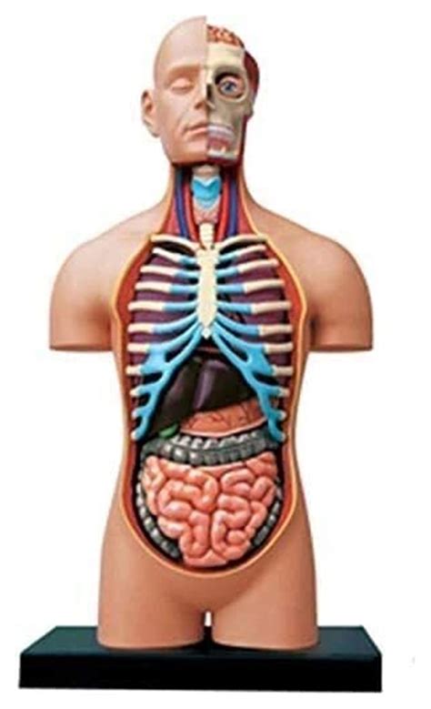 Buy Human Organ Model Human Torso Model Cm Half Open Human Internal