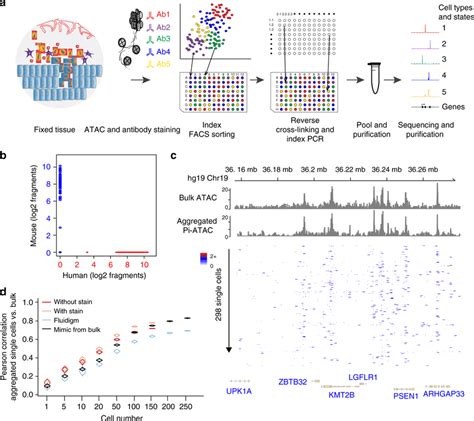 principle of protein indexed single cell atac seq pi atac a the download scientific diagram