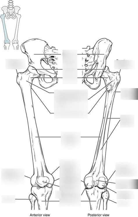 Femur And Patella Diagram Quizlet