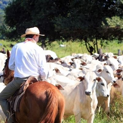 Boi Análise Conjuntural Agromensal Outubro 22 Cepea Esalq USP Brasilagro