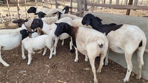 LOTE DE 10 OVELHAS DORPER A VENDA PELA CENTRAL OVINOCAPRINO CONTATO 87