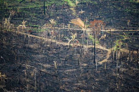 Queimadas na Amazônia entenda o posicionamento do governo Fala