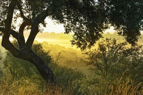 Paisaje otoñal de un bosque de robles brumoso Foto Premium