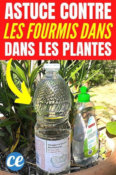 Comment Se Débarrasser des Fourmis Dans les Plantes L Astuce Naturelle