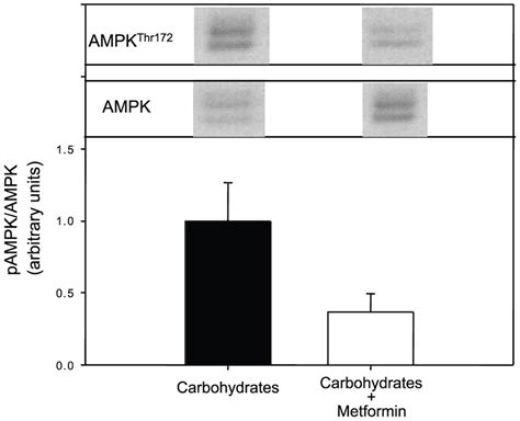 Ampk Phosphorylation Status At Threonine Western Blot Analysis