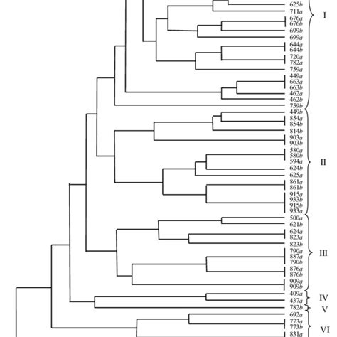 UPGMA Dendrogram Illustrating Genetic Relationships Among 37 Accessions