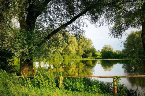 Lato Roślinność Drzewa Jezioro Ogrodzenie Na Pulpit