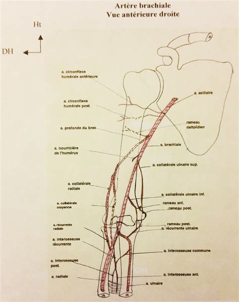 Les Art Res Du Bras Cours De Biologie Sur Ebiologie Fr