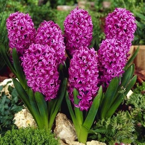 Varieties Of Purple Flower Types