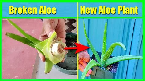 How To Grow Aloe Vera Without Roots From Cuttings Pups Or Broken Stem