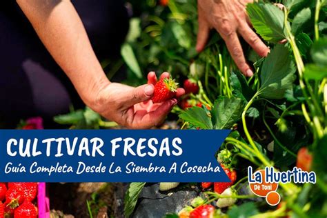 Cultivo De Fresas Para Plantar Fresas O Frutillas Gu A Completa
