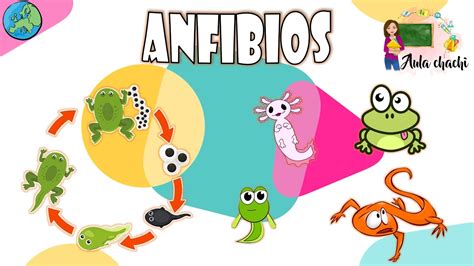 Anfibios Animales Vertebrados Aula chachi Vídeos educativos para
