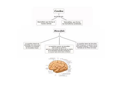 Top Imagen Mapa Mental Del Cerebro Humano Viaterra Mx
