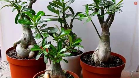 CÓMO CUÁNDO Y POR QUÉ PODAR LA ROSA DEL DESIERTO O ADENIUM YouTube