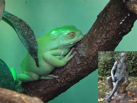 Naked As A Frog Waxy Monkey Tree Frog Phyllomedusa Sau Flickr