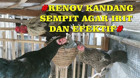 Renovasi Kandang Sempit Agar Irit Dan Efektif Youtube