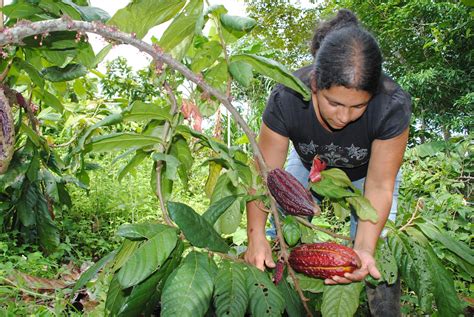 RED NACIONAL DE PEQUEÑOS PRODUCTORES DE CACAO AGRUPARÁ A MÁS DE 40