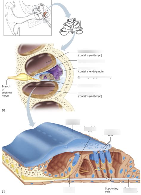 Cochlear Model Diagram Quizlet