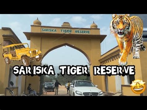 TOUR OF SARISKA TIGER RESERVE WILDLIFE SAFARI TEHLA GATE ALWAR