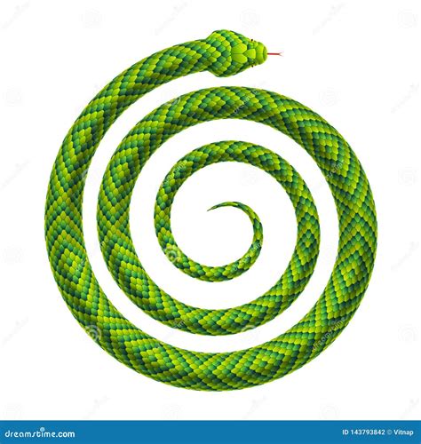 Vector Realistic Illustration Of A Snake Rolled Up Into A Spiral Shape